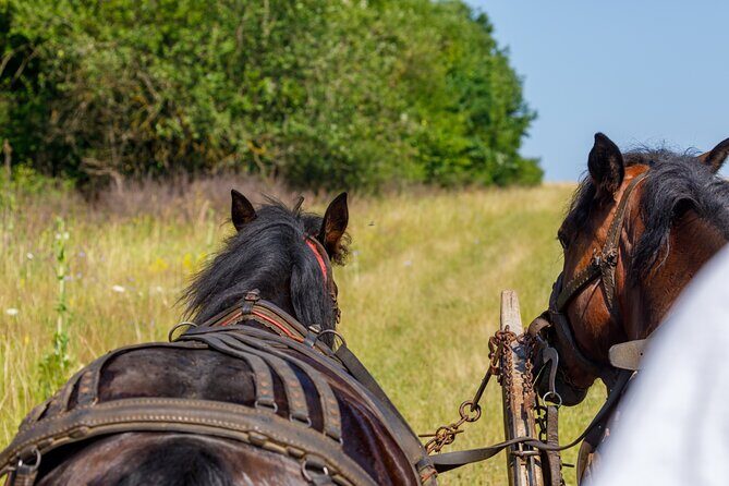 Zakopane Horse-Drawn Rides with Local Guide and Food Tasting - FAQs
