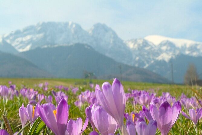 Zakopane & Tatra Mountains - The Experience: What You Can Expect on This Day Trip