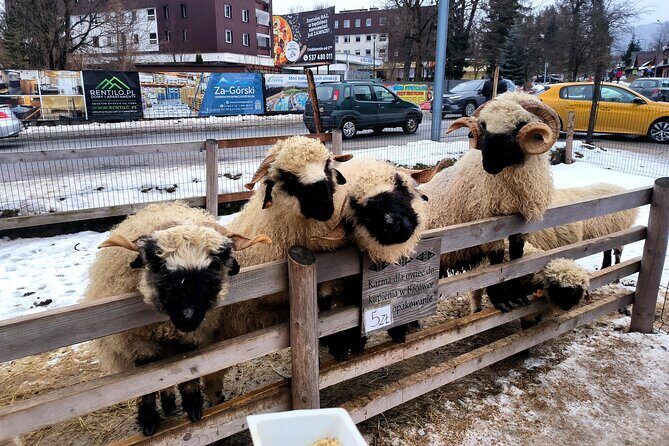 Zakopane & Thermal springs with private driver - What Makes This Tour Stand Out