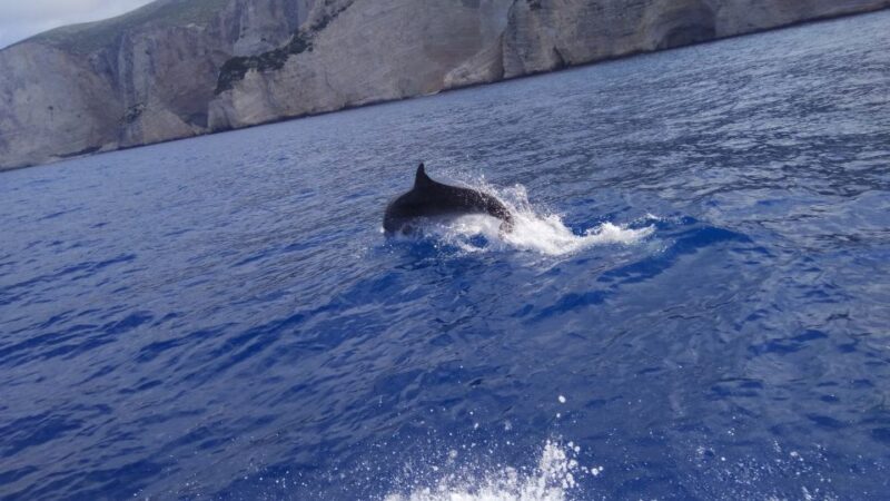 Zakynthos: early morning Shipwreck,Blue Caves and view point - An In-Depth Look at the Zakynthos Tour Experience