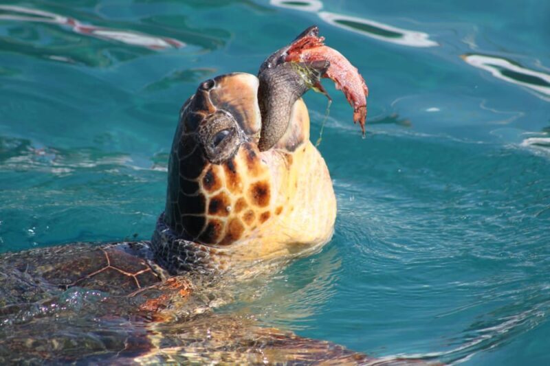 Zakynthos: Half day Caretta Turtle Spotting & Keri Caves - Practical Tips for Making the Most of the Tour