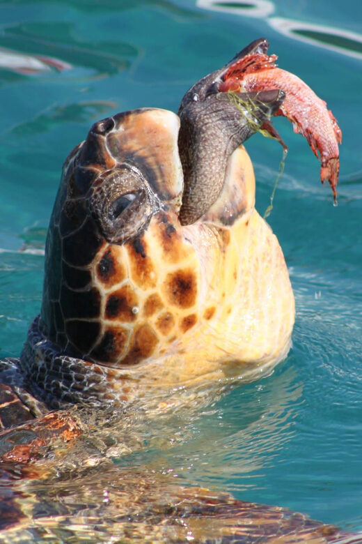 Zakynthos: Half day Caretta Turtle Spotting & Keri Caves - The Sum Up