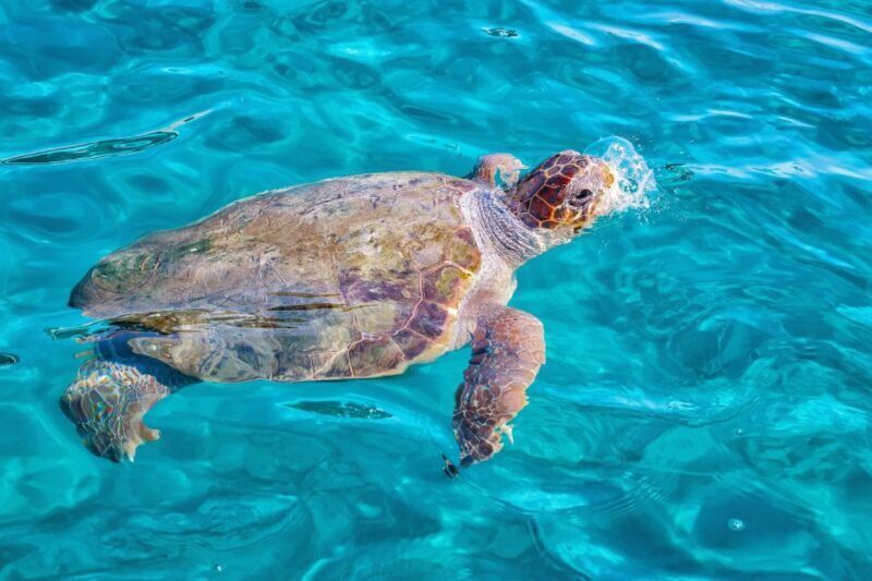Zakynthos: Small boat trip to Keri, Mizithres & Marathonisi - The Value of This Experience