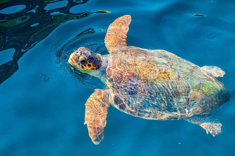 Zakynthos: Turtle Island and Keri Caves Half-Day Tour - Key Points