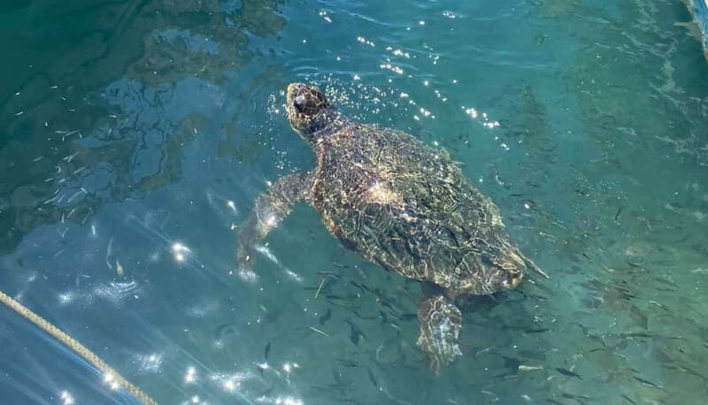 Zakynthos: Turtle Island, Cameo and Keri Caves + Transport - An Introduction to the Zakynthos Turtle Tour