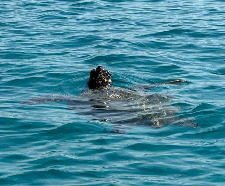 Zakynthos: Turtle Island, Cameo and Keri Caves + Transport - Who Will Love This Tour?