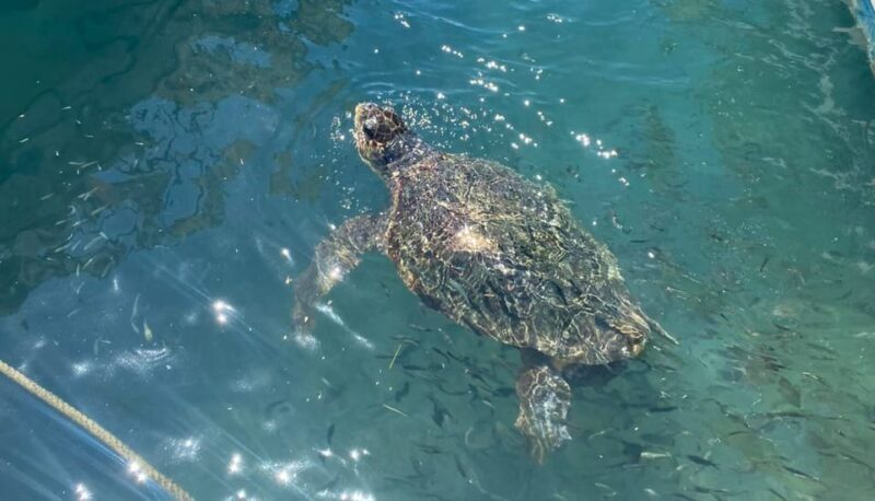 Zakynthos: Turtle Island, Cameo and Keri Caves + Transport - FAQs