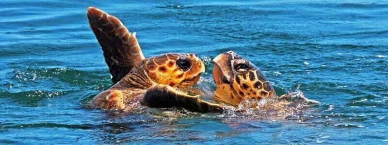 Zakynthos: Turtle Spotting Boat Trip in Laganas Bay - Key Points