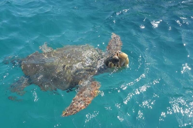 Zakynthos: Turtle Spotting Boat Trip in Laganas Bay - Who Will Enjoy This Tour?