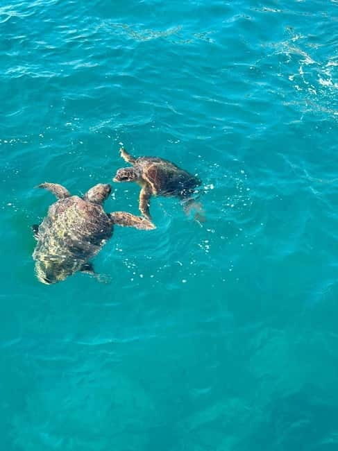 Zakynthos: Turtle Spotting Cruise with Glass-Bottom Boat - A Practical Look at the Zakynthos Turtle Spotting Cruise with Glass-Bottom Boat