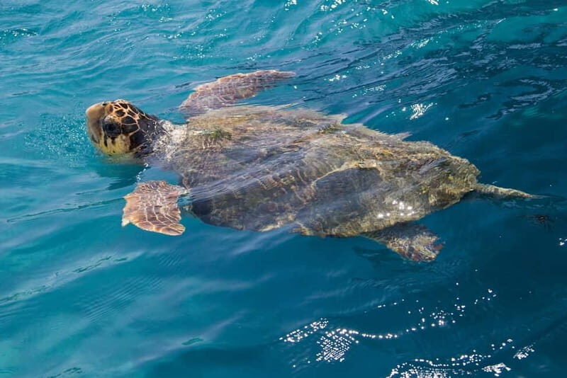 Zakynthos: Turtle Spotting Cruise with Glass-Bottom Boat - Who Will Love This Tour?