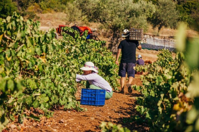 Zakynthos: Vineyard & Winery Tour with Local Winemaker - Key Points