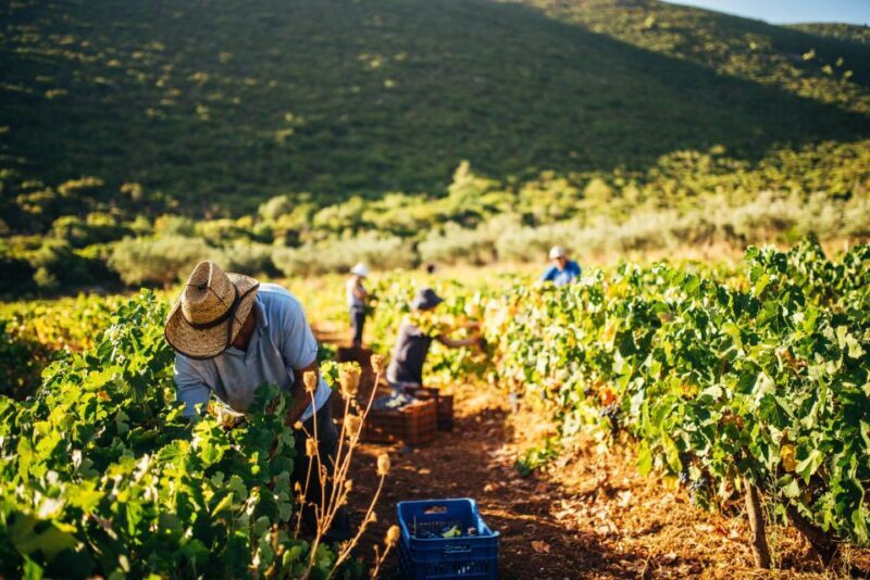 Zakynthos: Vineyard & Winery Tour with Local Winemaker - Practical Tips for Visitors