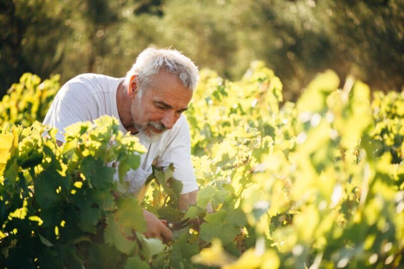 Zakynthos: Vineyard & Winery Tour with Local Winemaker - Frequently Asked Questions