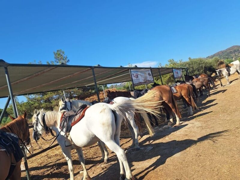 Zakynthos: Yotomu Horseback Riding Tour - Practical Tips for Participants