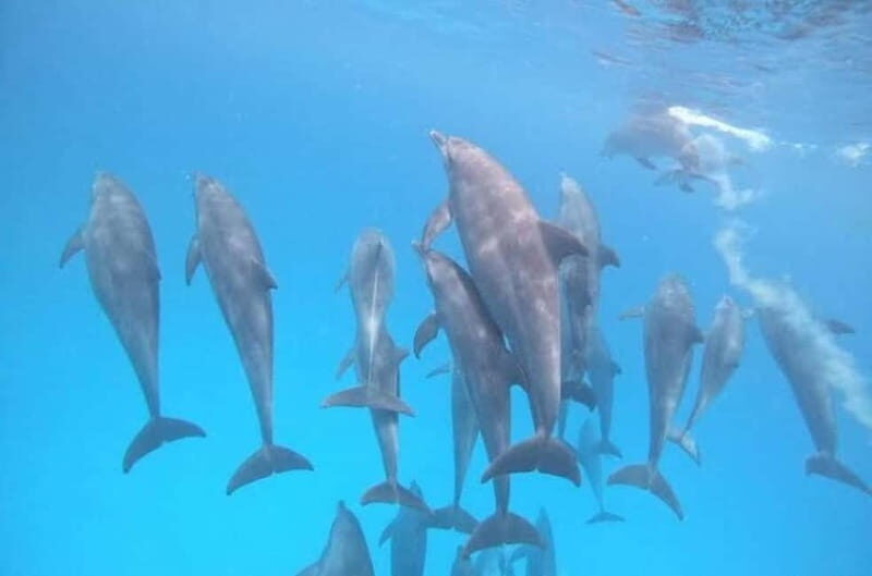 ZANZIBAR: Dolphins tour, Baraka Aquarium & Spice farm - Practical Tips for Travelers