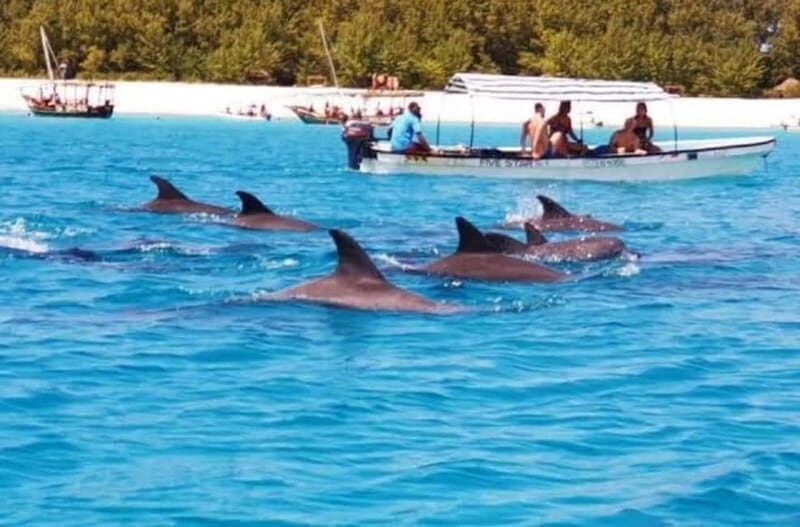 ZANZIBAR: Dolphins tour, Baraka Aquarium & Spice farm - The Sum Up: Is It Worth It?