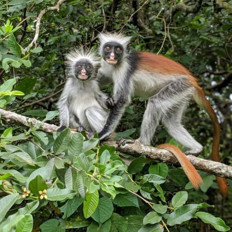 Zanzibar: Jozani Forest Tour - The Mangroves and the Medicine Jungle