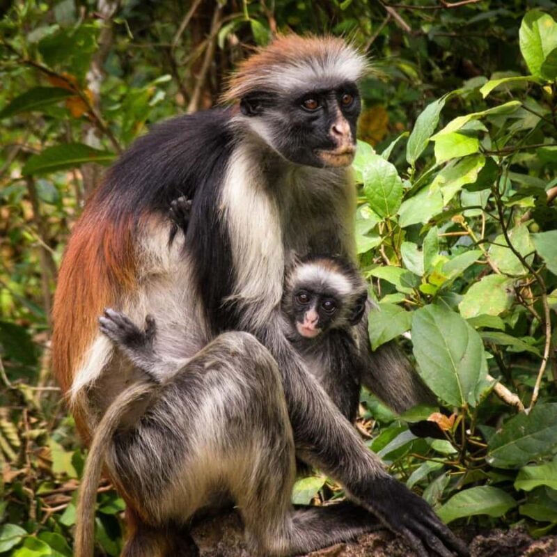 Zanzibar: Jozani Forest Tour - The Lunch and Cultural Touch