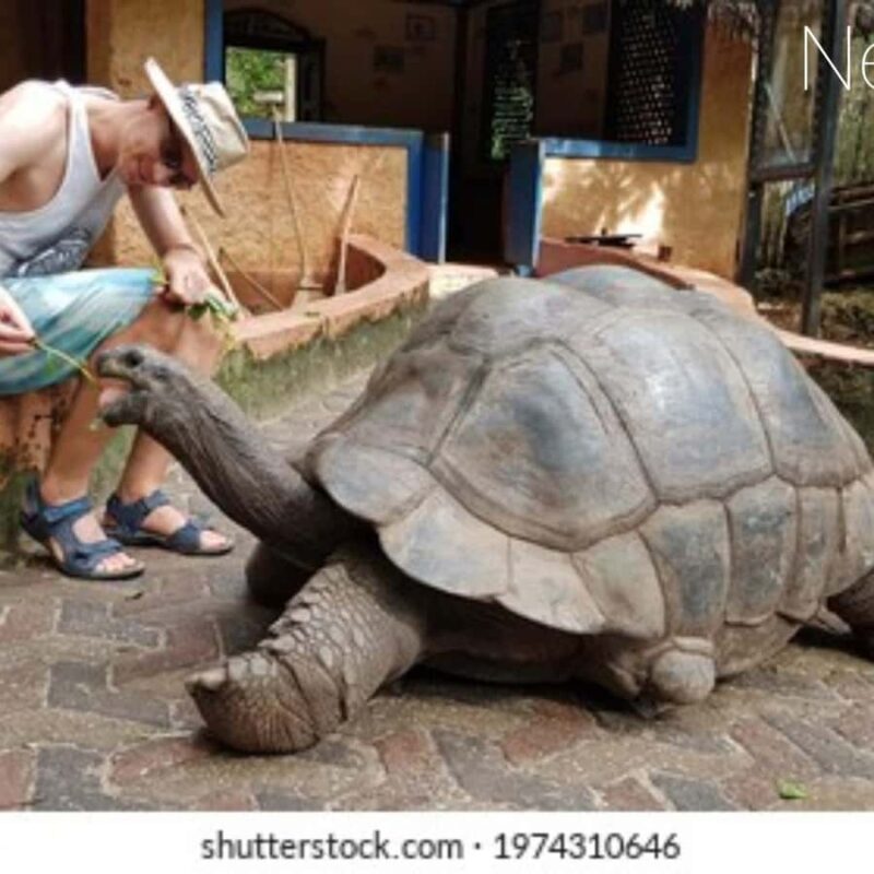 Zanzibar: Prison Island, Stone Town, & Spice Farm Tour - Key Points