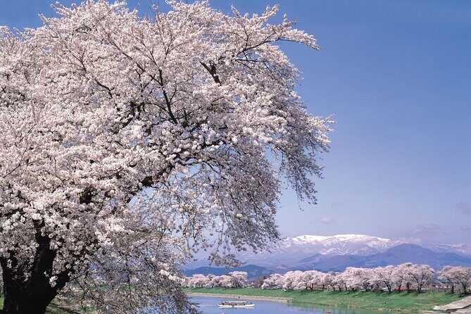 Zao Snow Wall & Sakura with Hanami Lunch Box Bus Tour from Sendai - Key Points