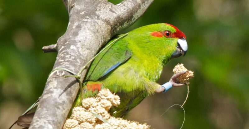 Zealandia by Day Tour - What the Reviews Reveal