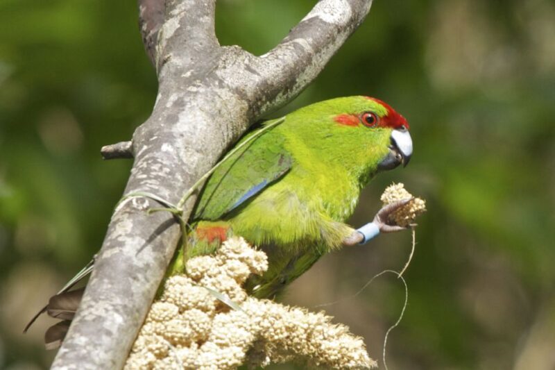 Zealandia by Day Tour - Who Will Love This Tour?
