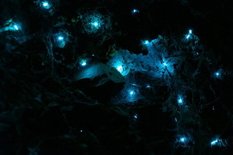 Zealandia by Night Tour - A Closer Look at Zealandia by Night Tour