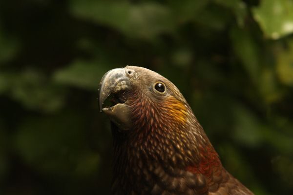 Zealandia by Night Tour - Practical Details and Logistics