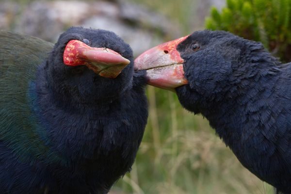 Zealandia by Night Tour - FAQ About Zealandia by Night Tour
