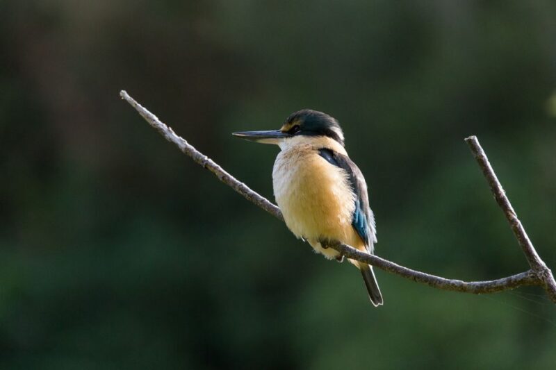 Zealandia Twilight Ecosanctuary Tour - An Honest Look at Wellington’s Wildlife at Dusk
