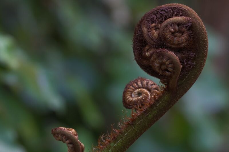 Zealandia Twilight Ecosanctuary Tour - FAQs