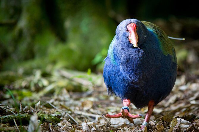 Zealandia - Twilight Guided Eco Wildlife Tour - Introduction: An Evening for Wildlife Enthusiasts