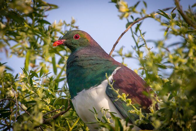Zealandia - Twilight Guided Eco Wildlife Tour - Authentic Experiences Not to Miss