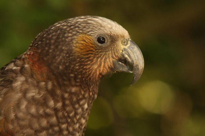 Zealandia - Twilight Guided Eco Wildlife Tour - FAQs