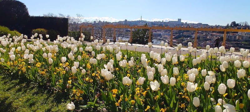 Zen Walking Tour Porto: Find Your Balance 2h - Key Points