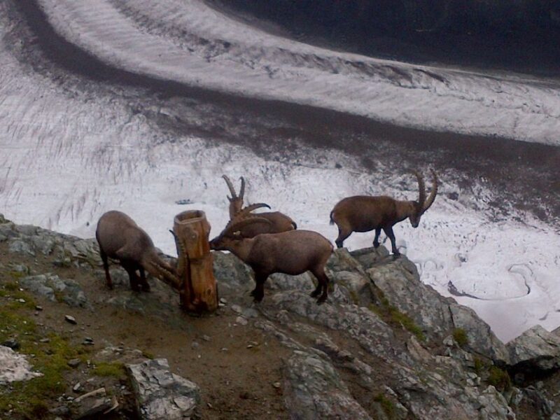 Zermatt & Mt. Gornergrat Small Group Day Trip from Basel - The Itinerary in Detail
