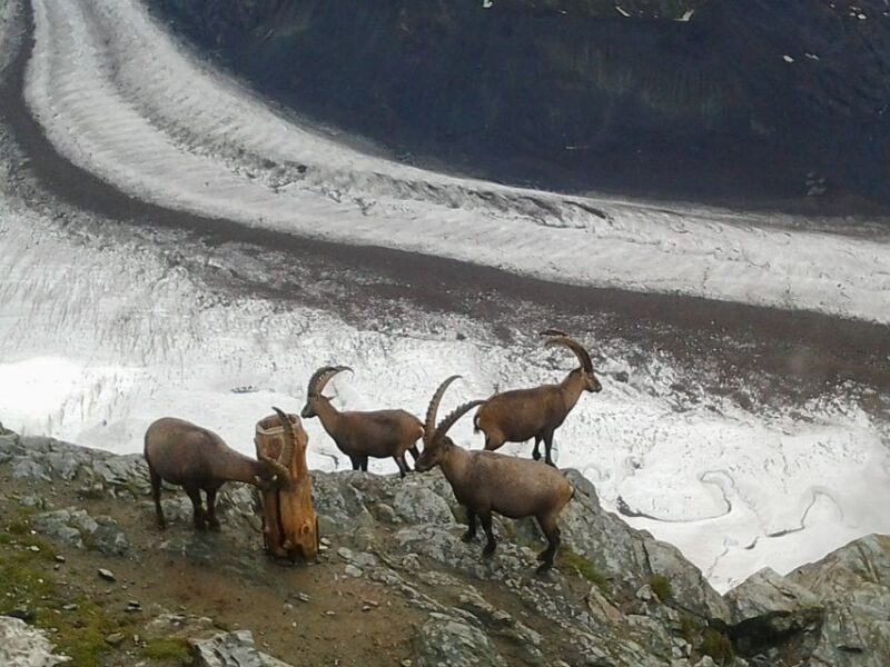 Zermatt: Village Walk and Mt. Gornergrat Private Tour - Who Should Consider This Tour?