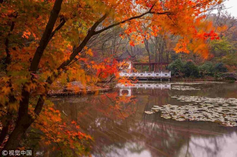 Zhongshan Botanical Garden Entry Ticket - Is This Tour Worth It?