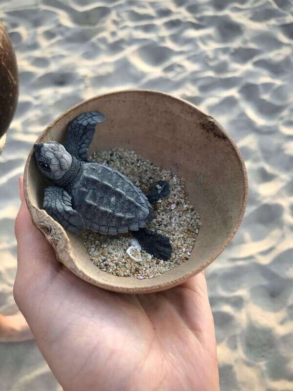 Zihuatanejo, Guerrero: Turtle Release Experience - An Honest Look at the Experience