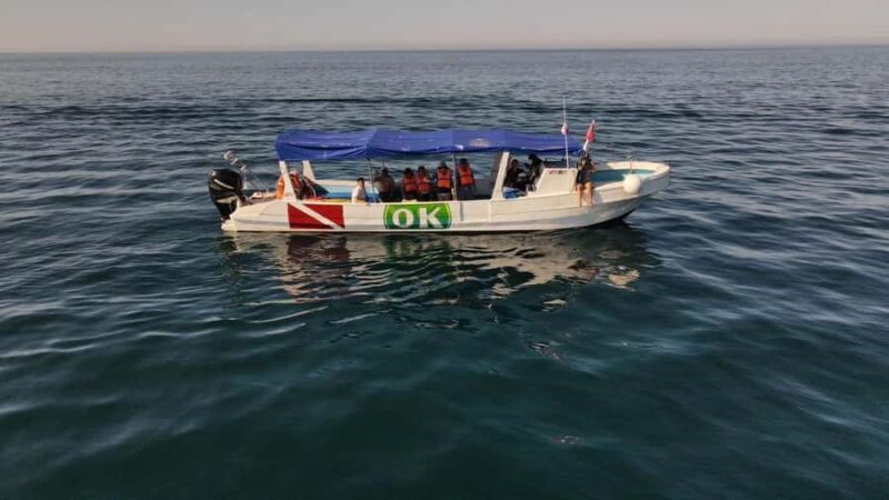 Zihuatanejo Ixtapa Humpback Whale Watching - What to Expect on this Whale Watching Tour