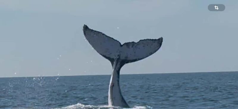Zihuatanejo Ixtapa Humpback Whale Watching - Pricing and Value