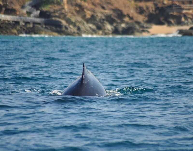 Zihuatanejo: Marine Life Observation Tour - Zihuatanejo: Marine Life Observation Tour