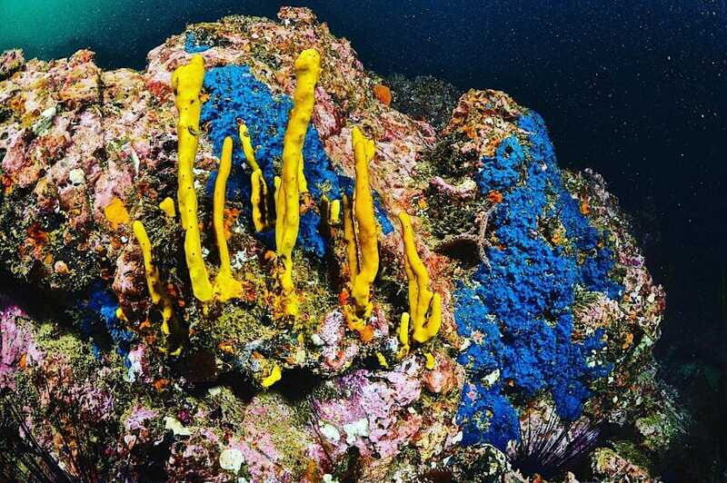 Zihuatanejo: Moonlit Dive at Las Gatas - Key Points