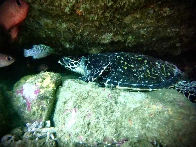 Zihuatanejo: Snorkeling in Manzanillo and Las Gatas - What’s Included and Practicalities
