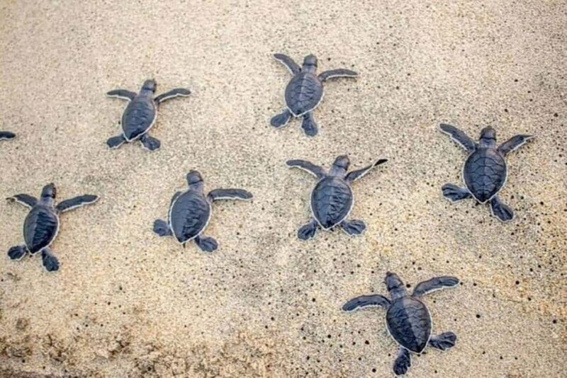 Zihuatanejo: Turtle Release Experience at Playa Blanca - Summary