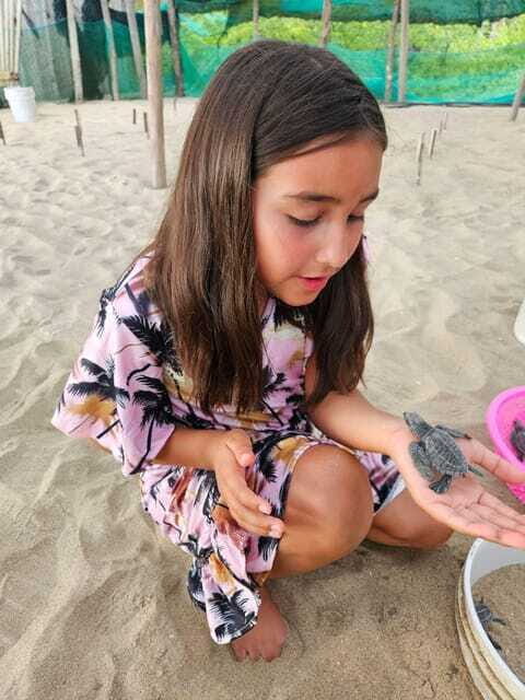 Zihuatanejo: Turtle Release Experience at Playa Blanca - FAQ