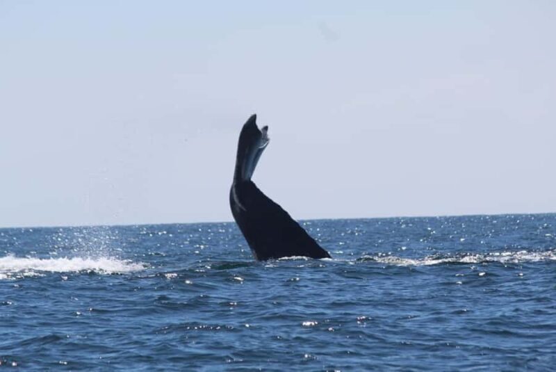 Zihuatanejo: Whale Encounter Experience - Key Points