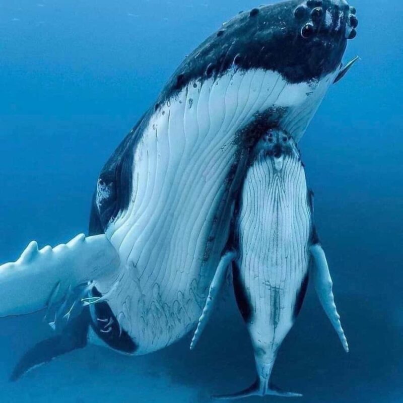 Zihuatanejo: Whale Encounter Experience - What to Expect From the Whale Encounter Tour