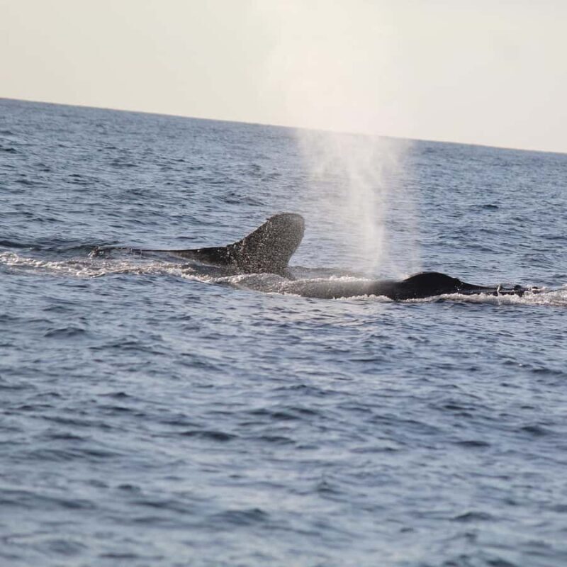 Zihuatanejo: Whale Encounter Experience - Practical Details and Travel Tips